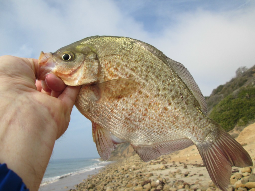 Surf Fishing with Grubs | Fishthesurf.com - California Surf Fishing- A ...