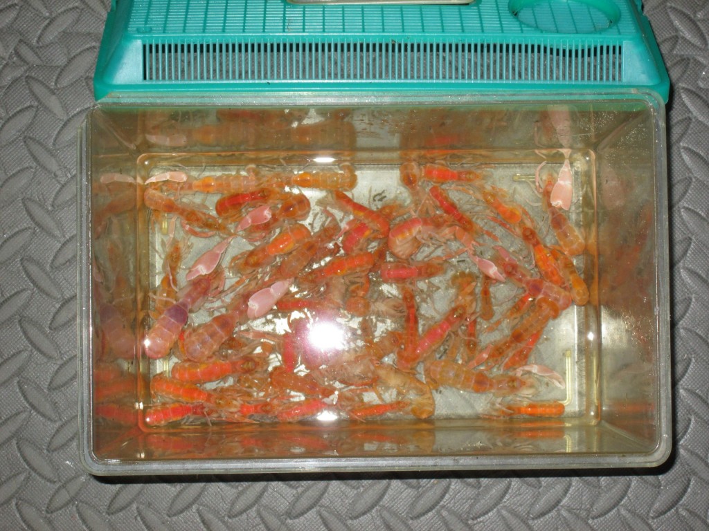 Bait Tips | Fishthesurf.com - California Surf Fishing- A Light Line ...