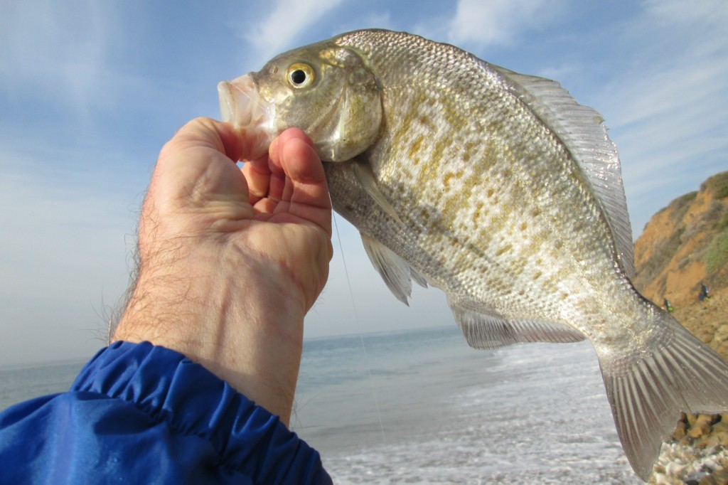 California Surf Fish | Fishthesurf.com - California Surf Fishing- A ...