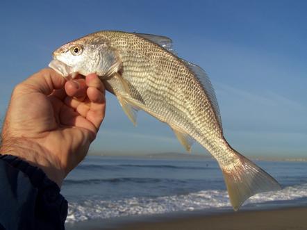 California Surf Fish | Fishthesurf.com - California Surf Fishing- A ...