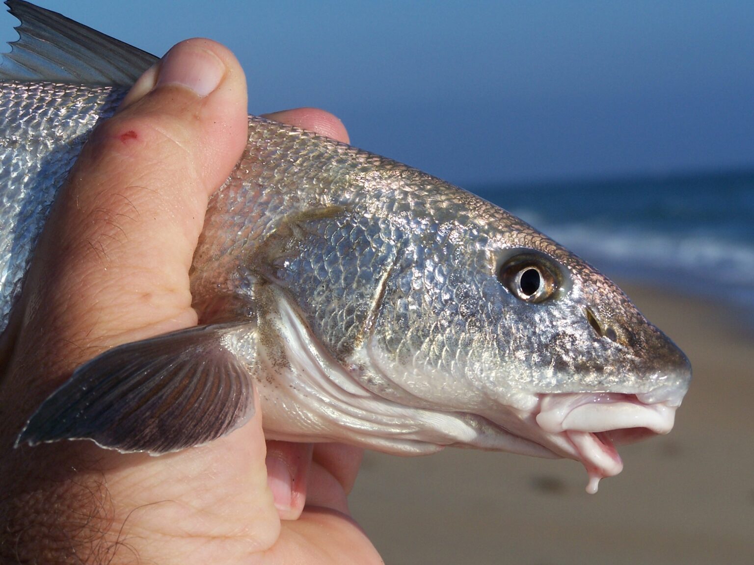 Fishthesurf.com - California Surf Fishing- A Light Line Revolution With ...